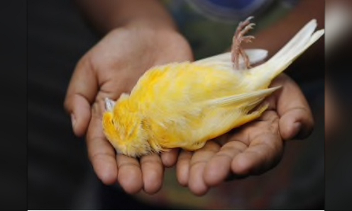 Korean trade canary snuffed it - MacroBusiness